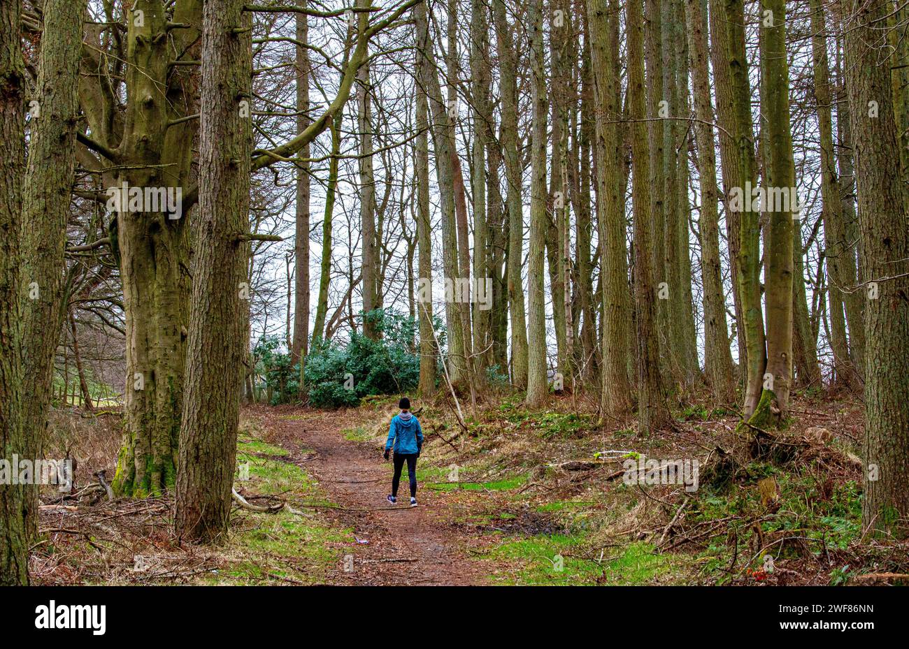 January scenes from woods in uk hi-res stock photography and images - Alamy