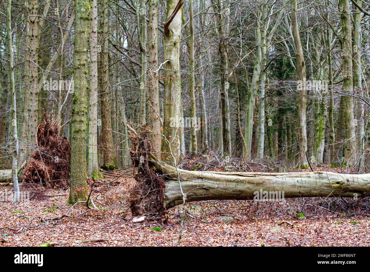 January scenes from woods in uk hi-res stock photography and images - Alamy
