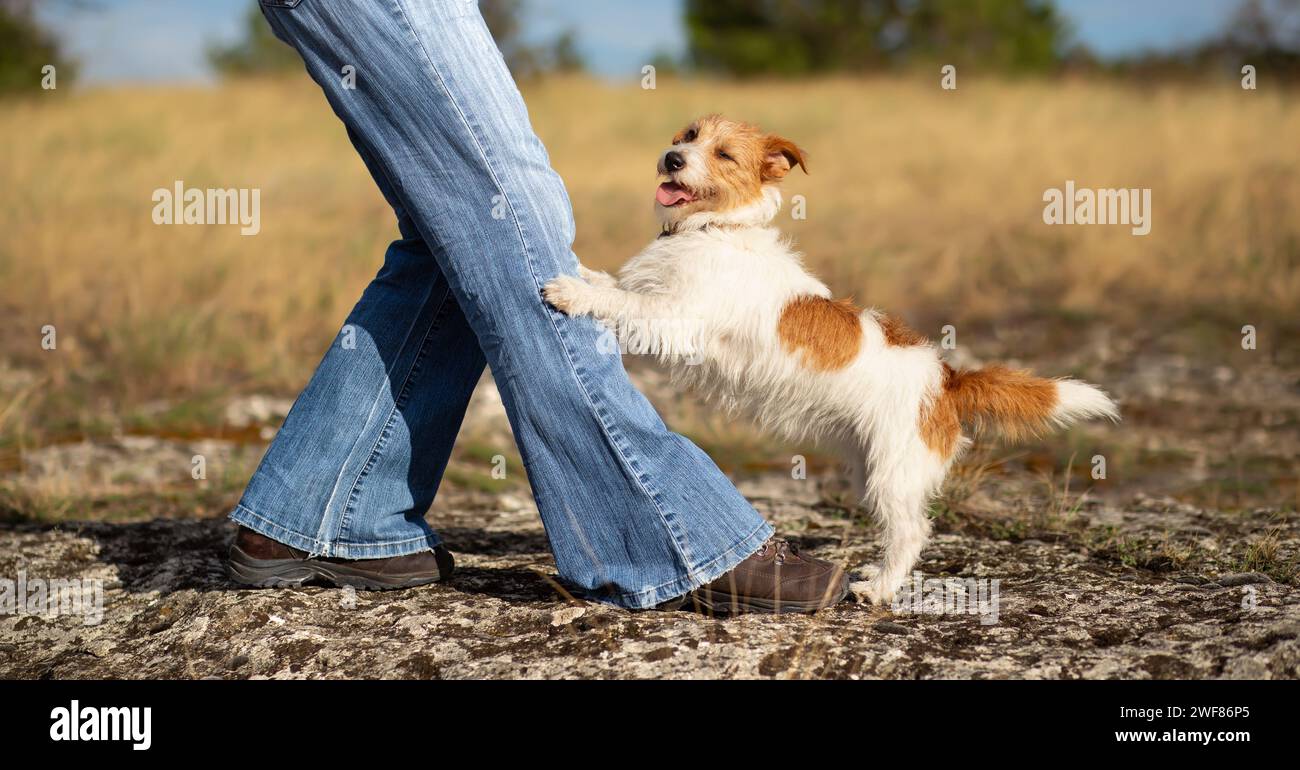Happy active funny smiling dog puppy jumping to her owner. Walking with ...