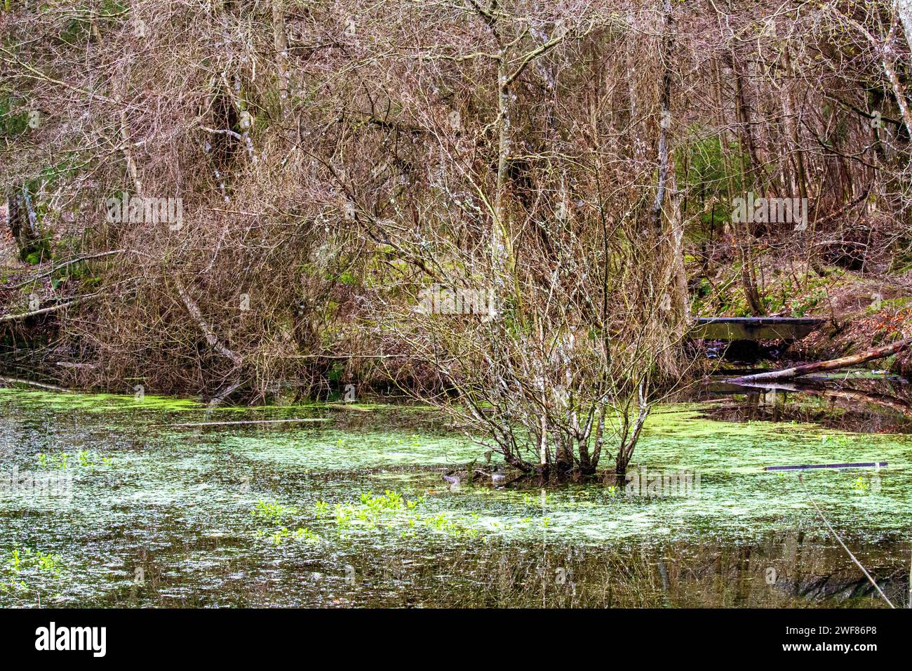 January scenes from woods in uk hi-res stock photography and images - Alamy
