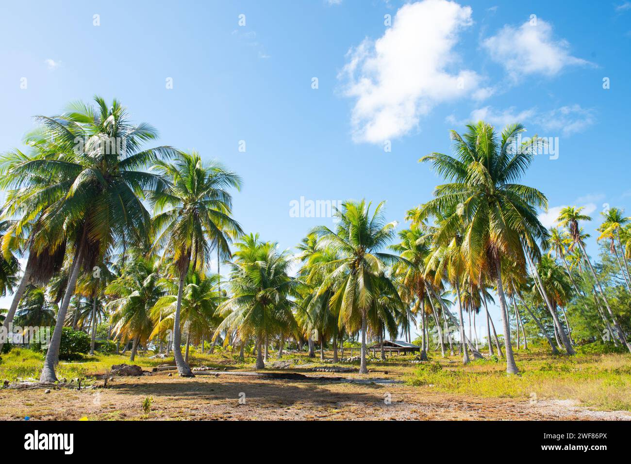 Coconut Grove on Fakarava in French Polynesia Stock Photo - Alamy