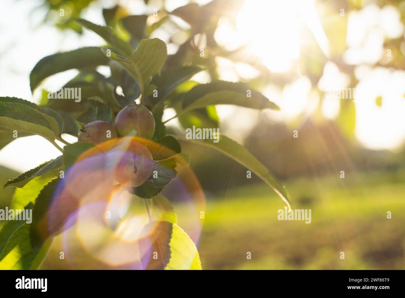Fruit lighting hi-res stock photography and images - Alamy