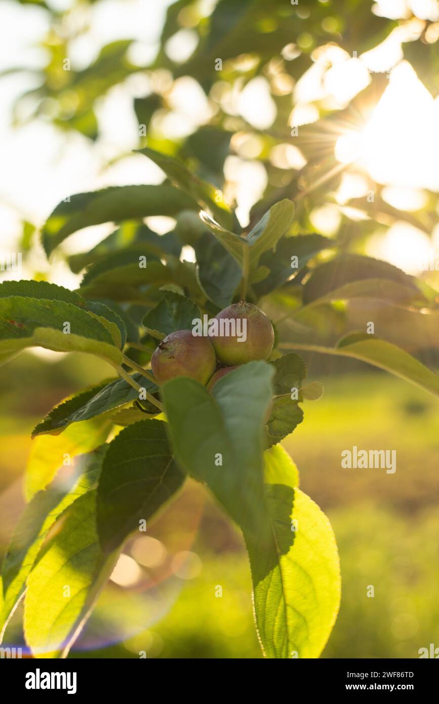 Big apple tree hi-res stock photography and images - Alamy