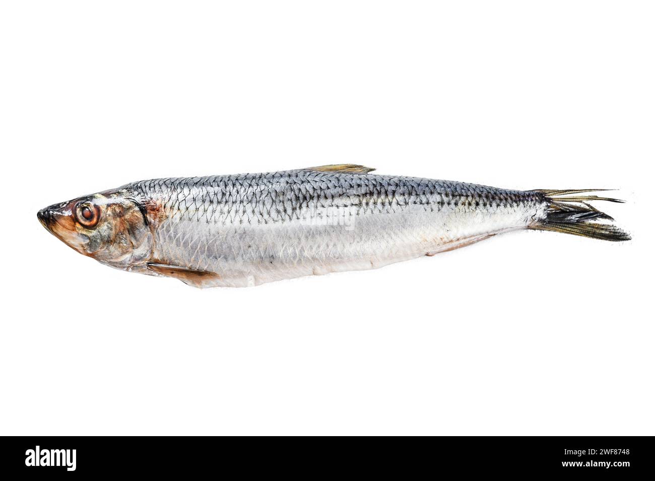 Pickled whole Nordic herring. Isolated on white background. Top view ...