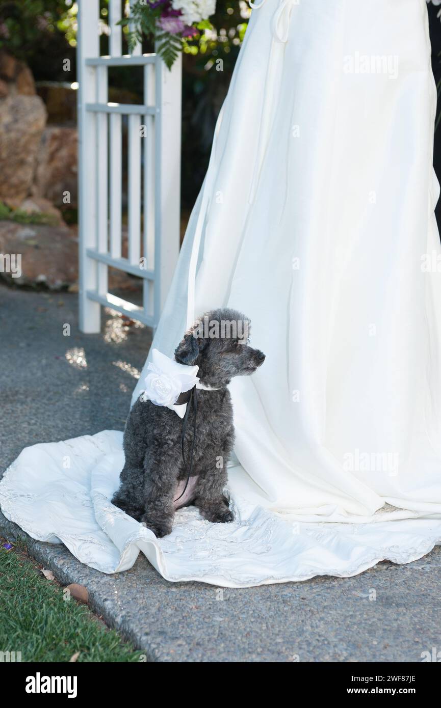 A gray puddle sitting on the tail of a white wedding dress Stock Photo ...