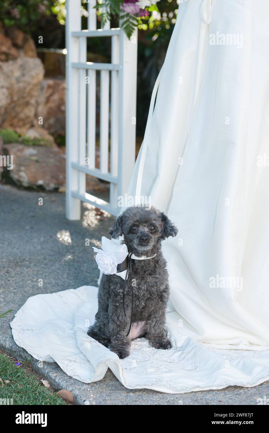 A gray puddle sitting on the tail of a white wedding dress Stock Photo ...