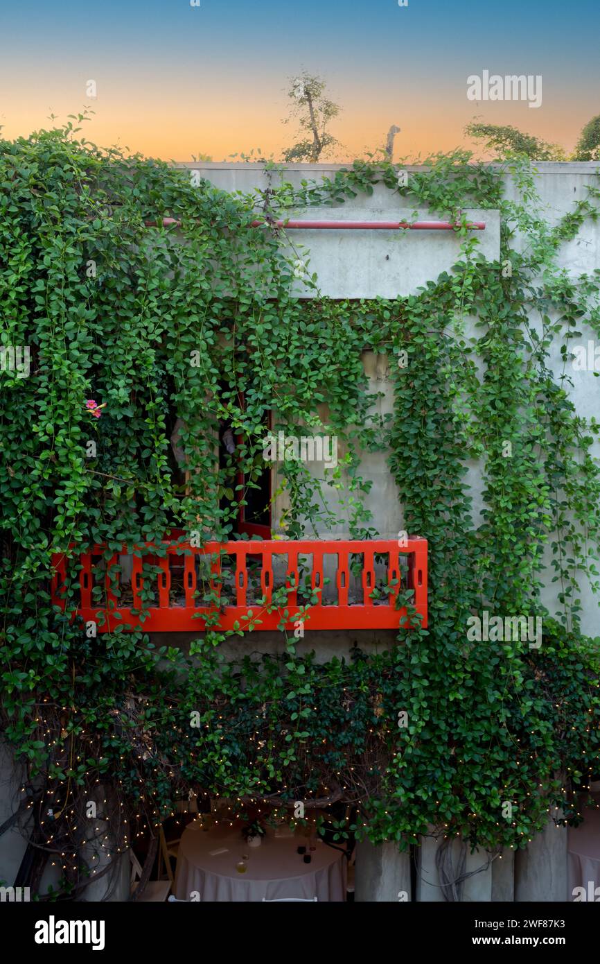 A red balcony of a green vine wall Stock Photo - Alamy