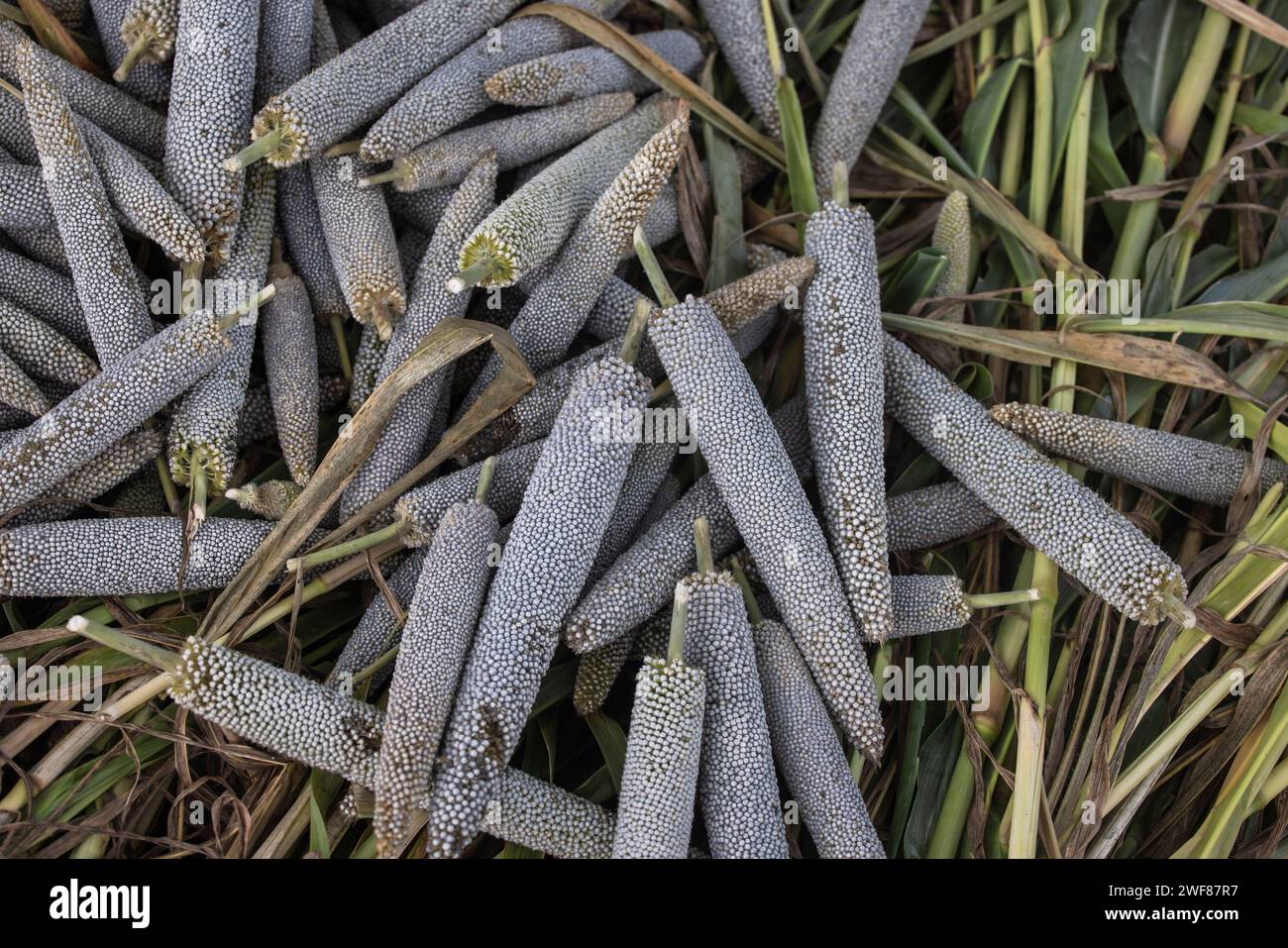 Bajra, crop, Pune, Maharashtra, India Stock Photo - Alamy