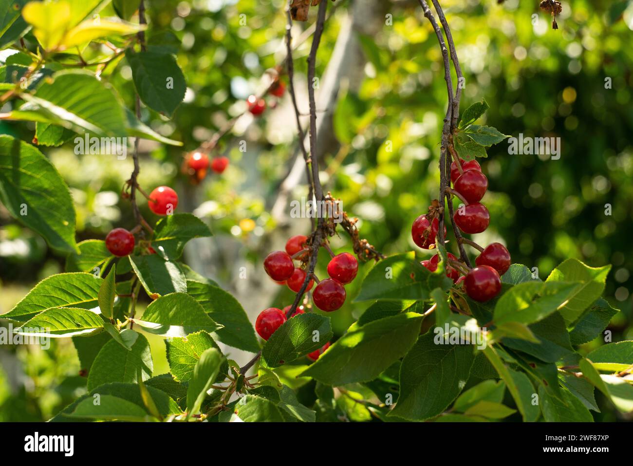 Cherry tree farming hi-res stock photography and images - Alamy