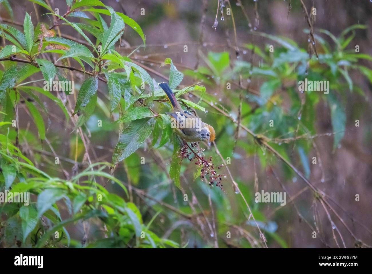 Pangolakha wildlife sanctuary hi-res stock photography and images - Alamy