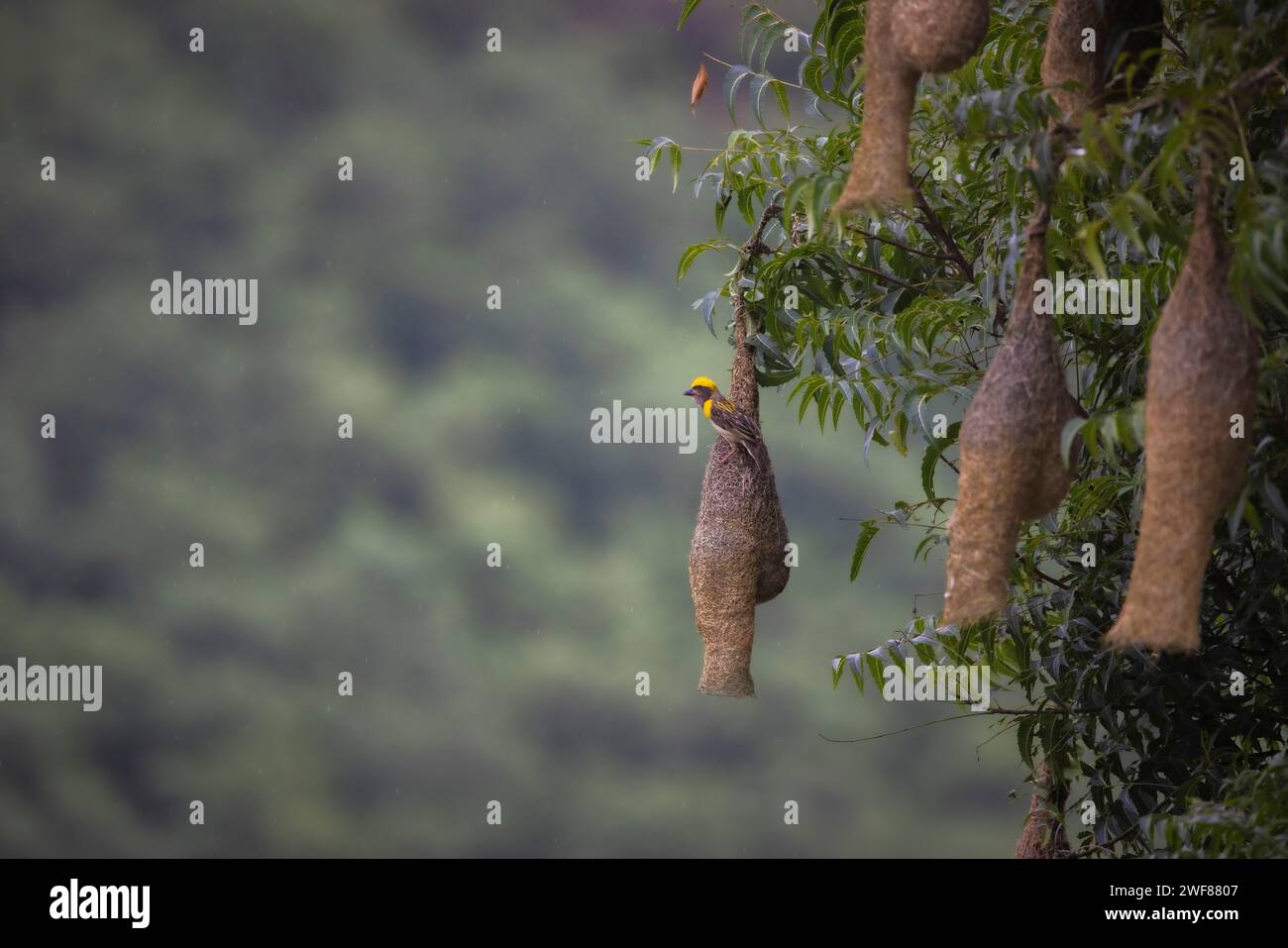 Baya Weaver, Ploceus philippinus, nest, Pune, Maharashtra, India Stock ...
