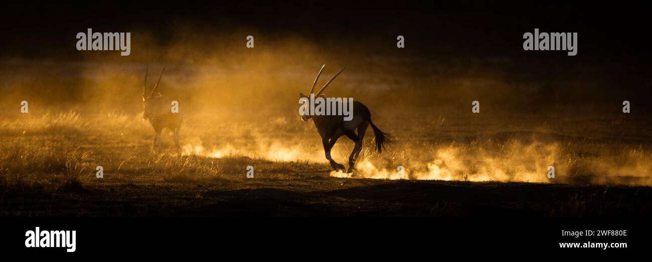 Orix chase in sunset dust in the Kalahari Stock Photo - Alamy