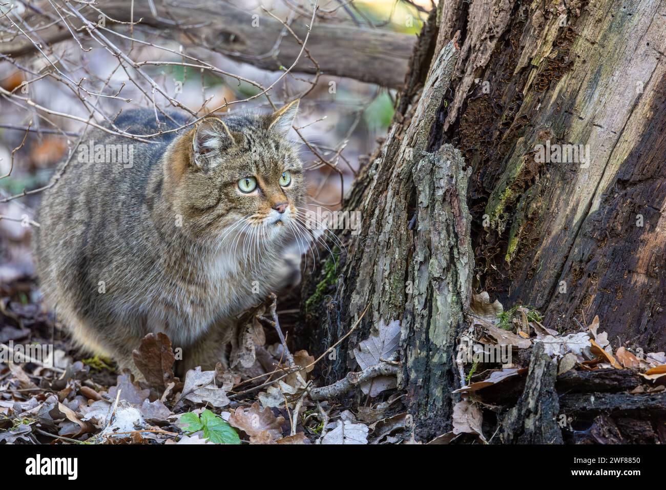 Wild Cat, Felis silvestris, animal in the nature tree forest habitat ...