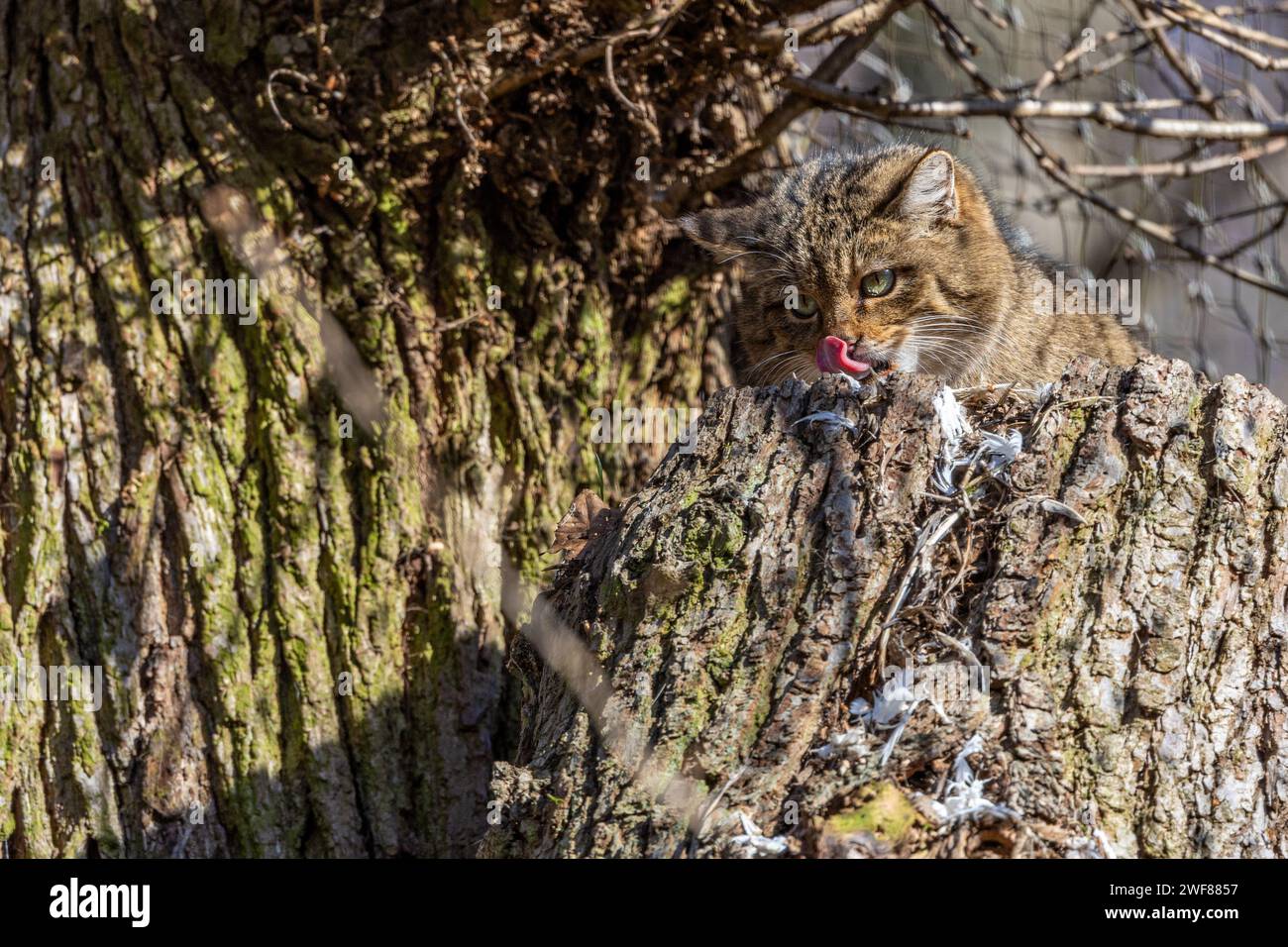 Wild Cat, Felis silvestris, animal in the nature tree forest habitat ...