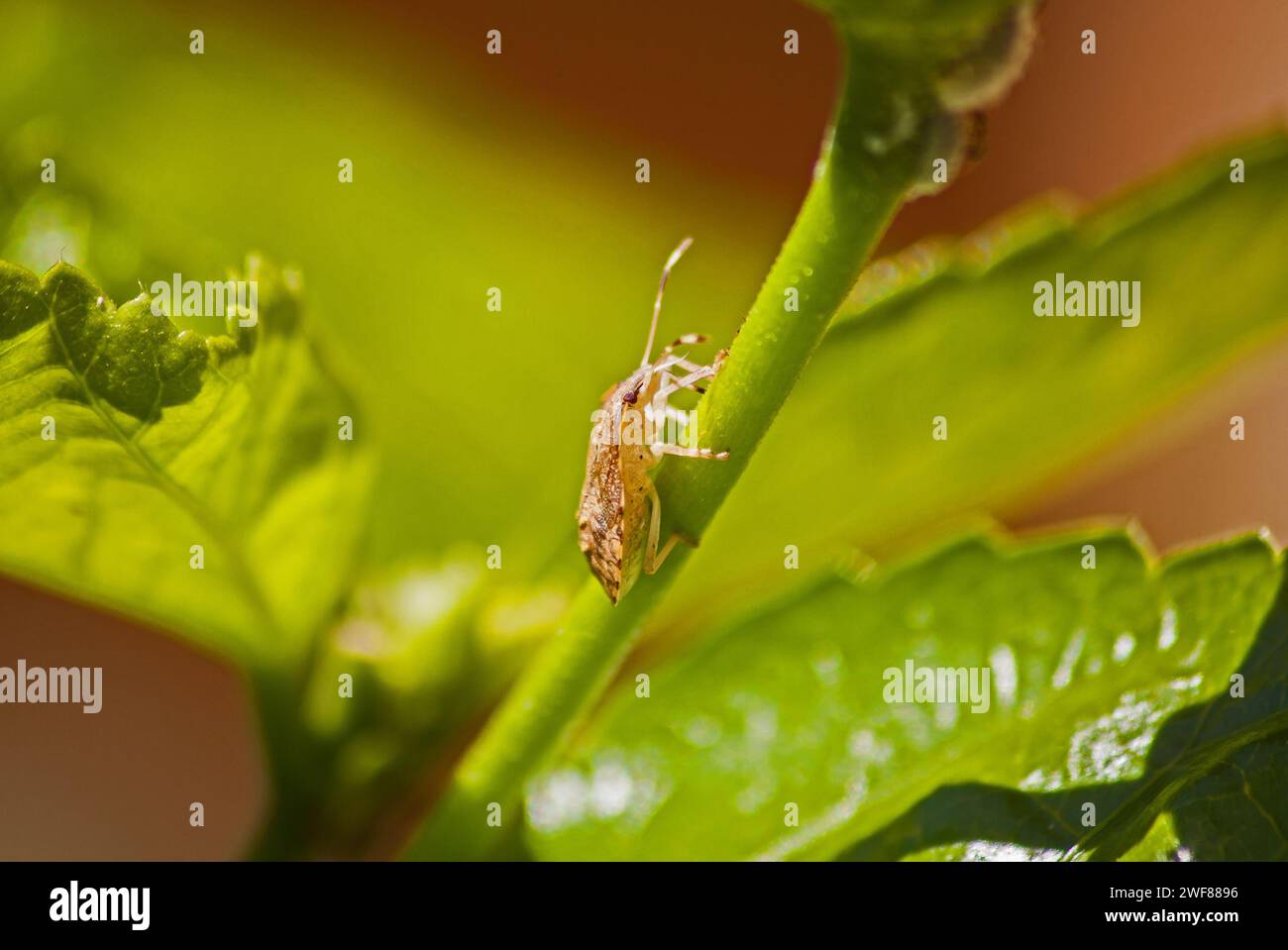 Stink bug 15366 Stock Photo - Alamy