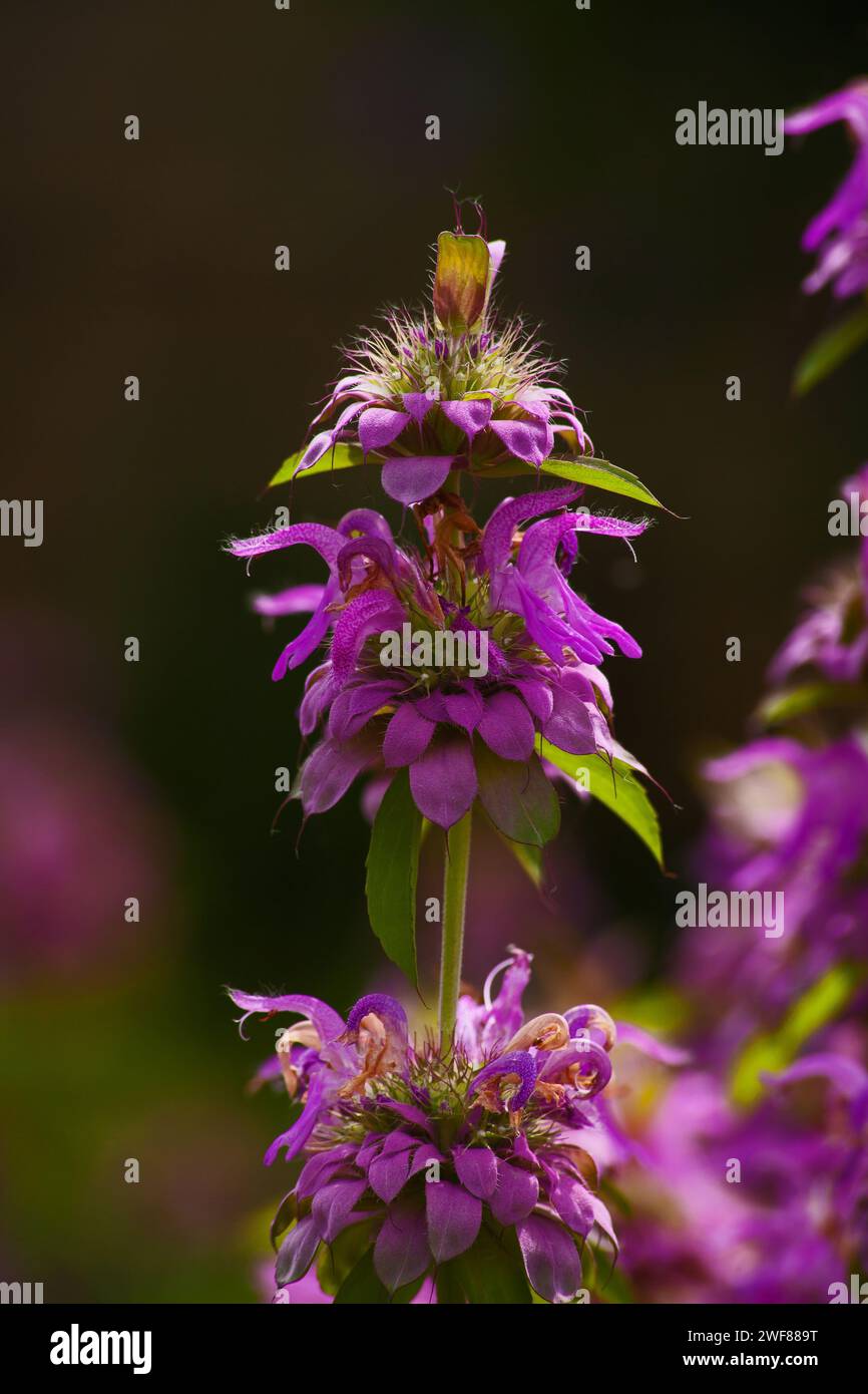 Pink beebalm hi-res stock photography and images - Alamy