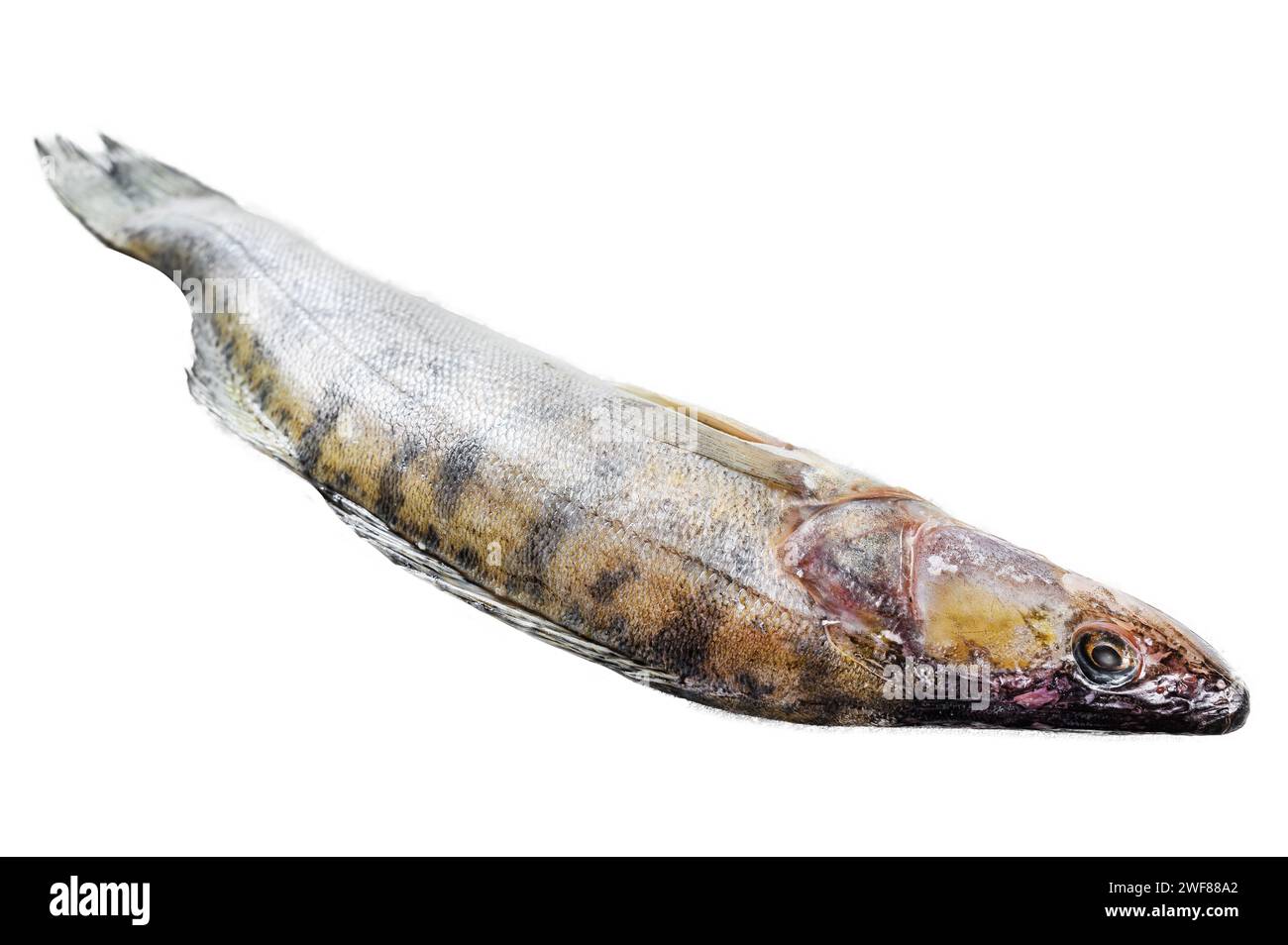 Raw zander, walleye fish. Isolated on white background. Top view Stock ...