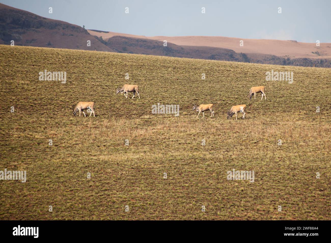 Eland antelope on savanna hi-res stock photography and images - Alamy