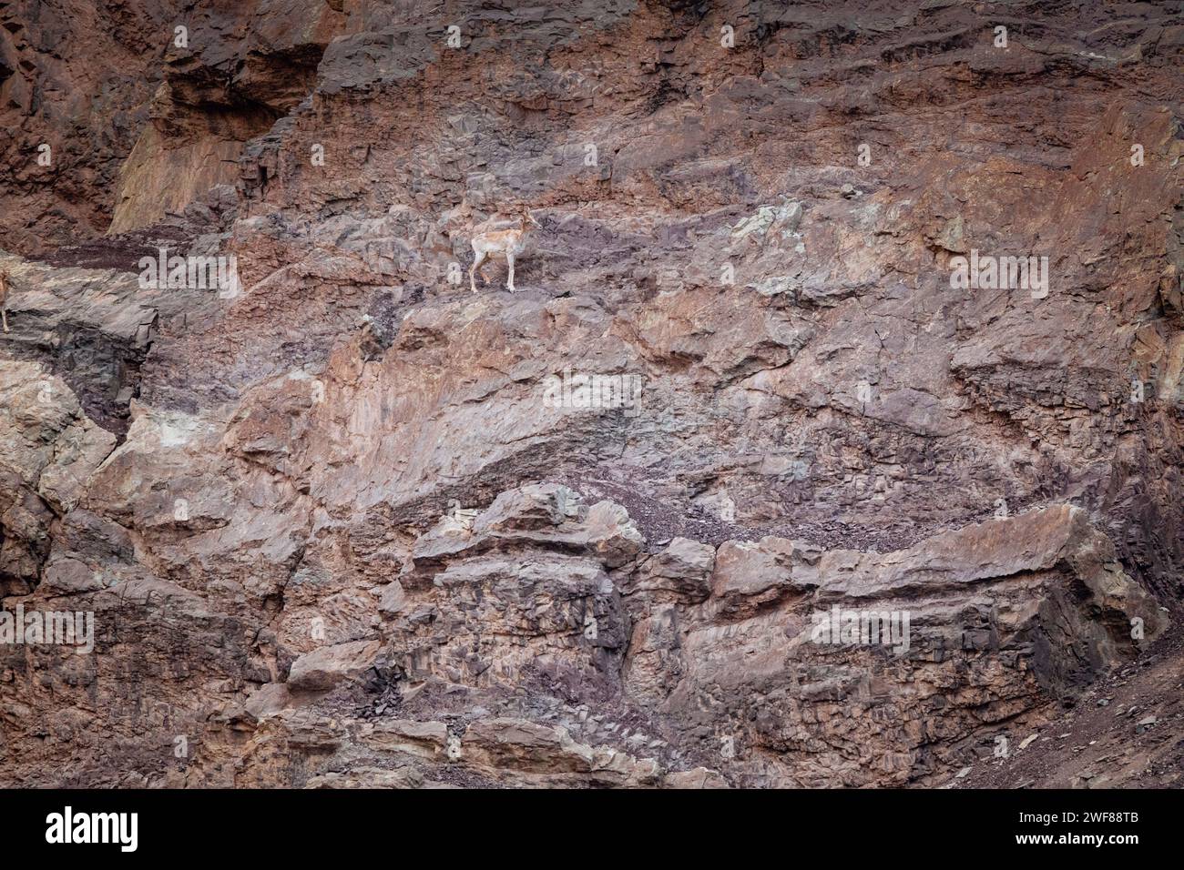 Bharal female, Blue Sheep, Pseudois nayaur, Ladakh, India Stock Photo ...