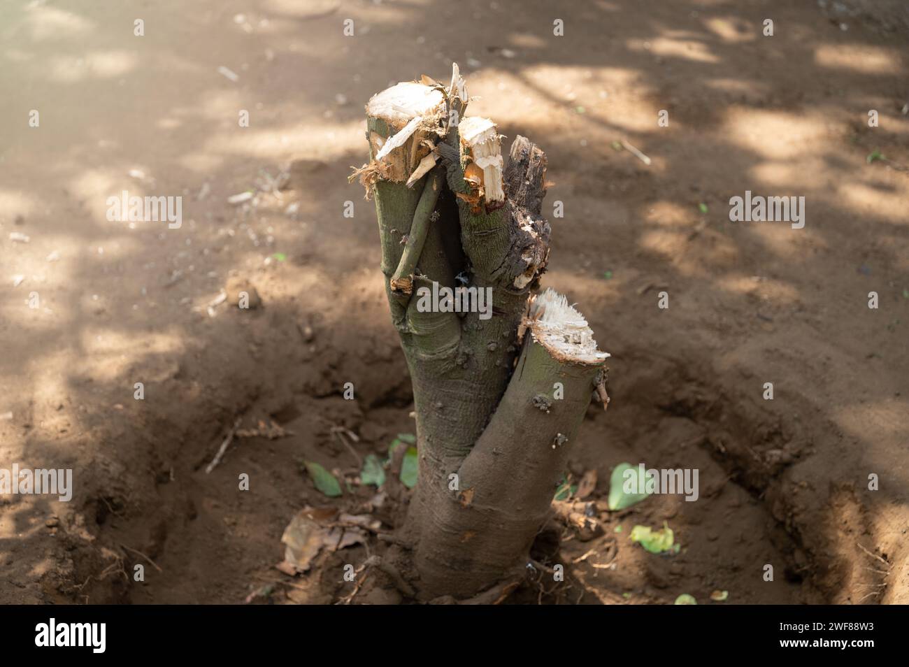 Root of small tree in ground soil ready for removing Stock Photo - Alamy