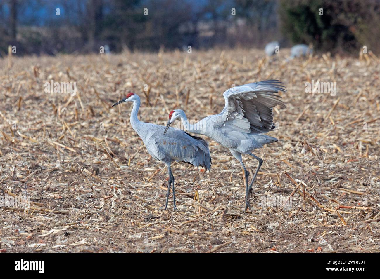 Sandhill cranes, in a plowed cornfield, dance and prance to display ...