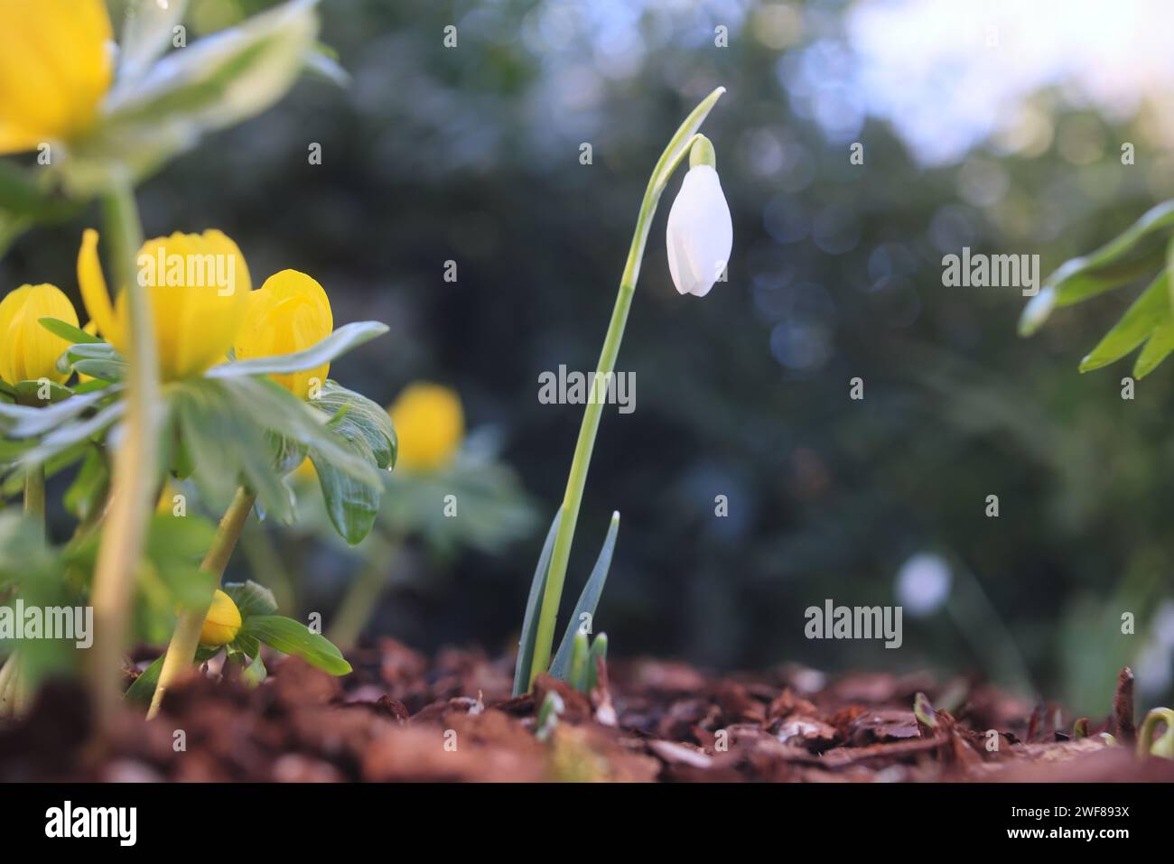 One of the best places to see snowdrops in London, following the trail ...