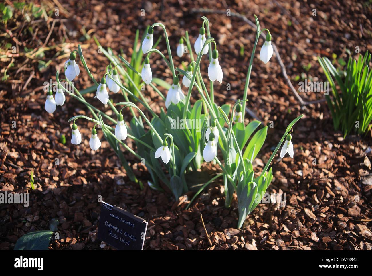 One of the best places to see snowdrops in London, following the trail ...
