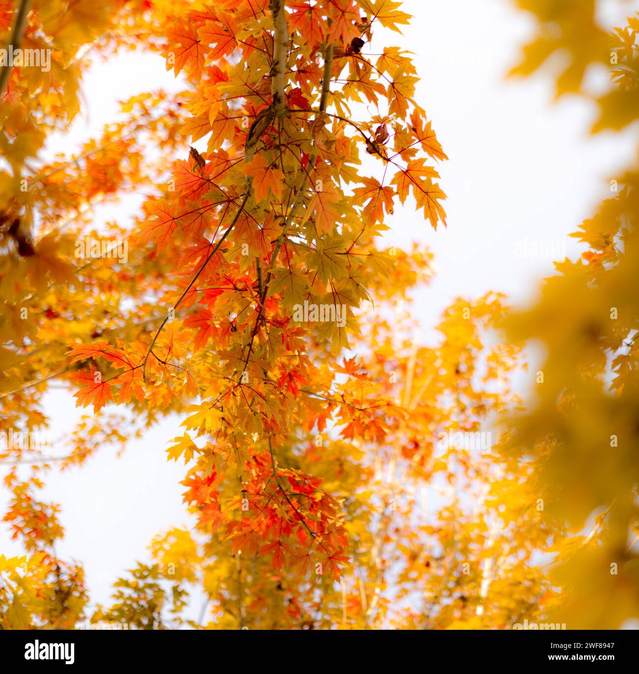 autumn leaves in the sun Stock Photo - Alamy