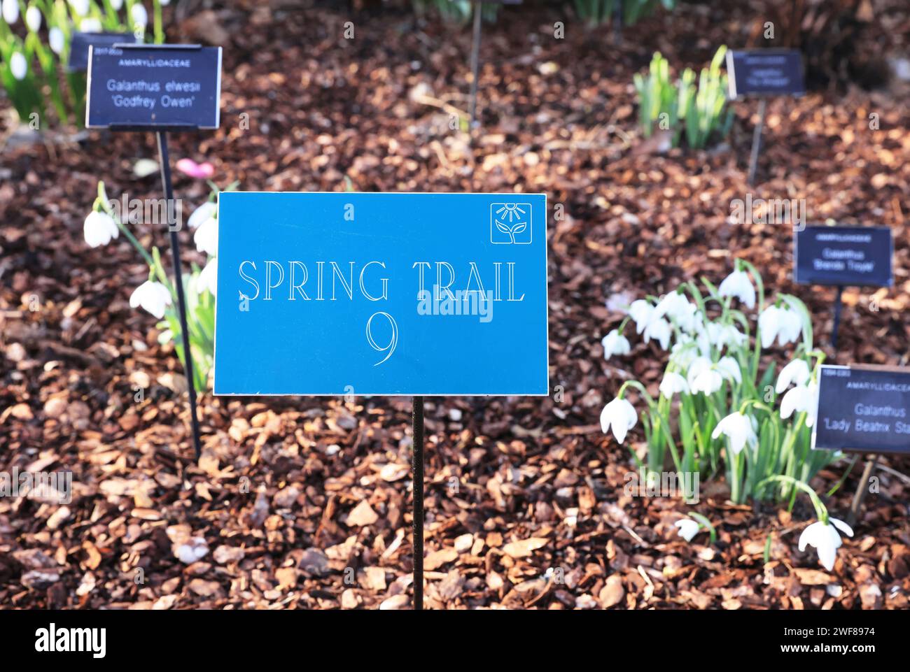 One of the best places to see snowdrops in London, following the trail ...
