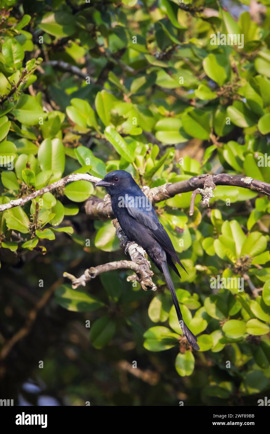 Black Drongo, Dicrurus macrocercus, Bhitarkanika, Odisha, India Stock ...