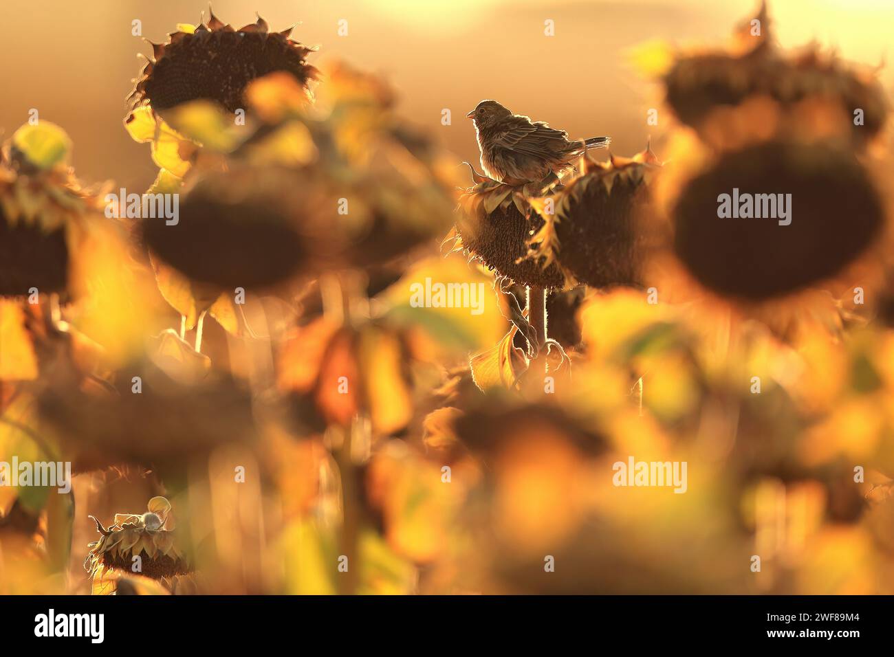 Side view of bird fluffs its feathers while perched on a withered ...
