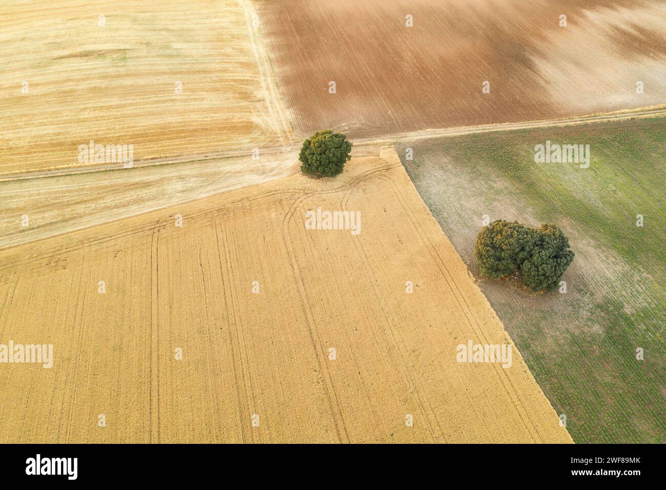 Aerial shot of diverse crop fields segmented by a road, with two trees ...