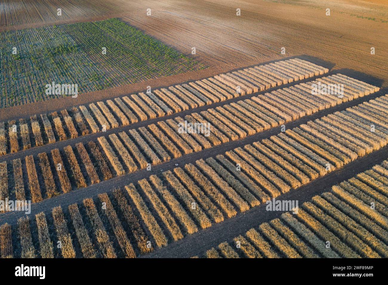 Aerial view of a farmland with alternating strips of harvested crops ...