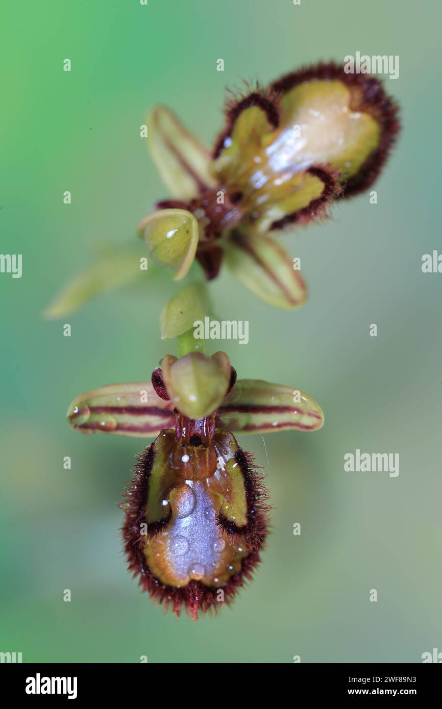 From above close-up photograph of a Venus Mirror Orchid, showcasing the ...