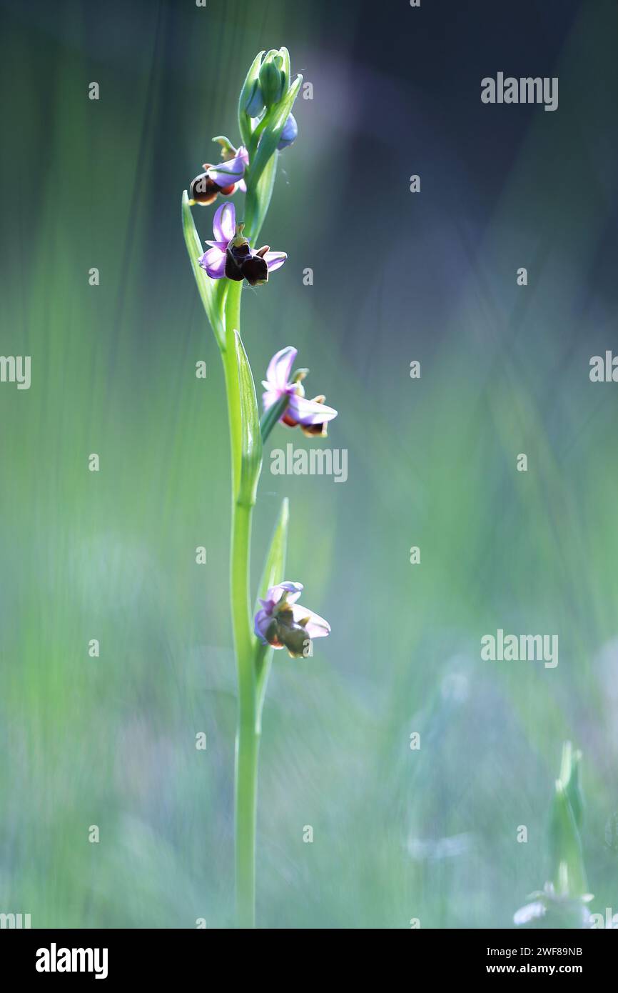 A serene image of Partridge Orchids with deep purple and white hues ...