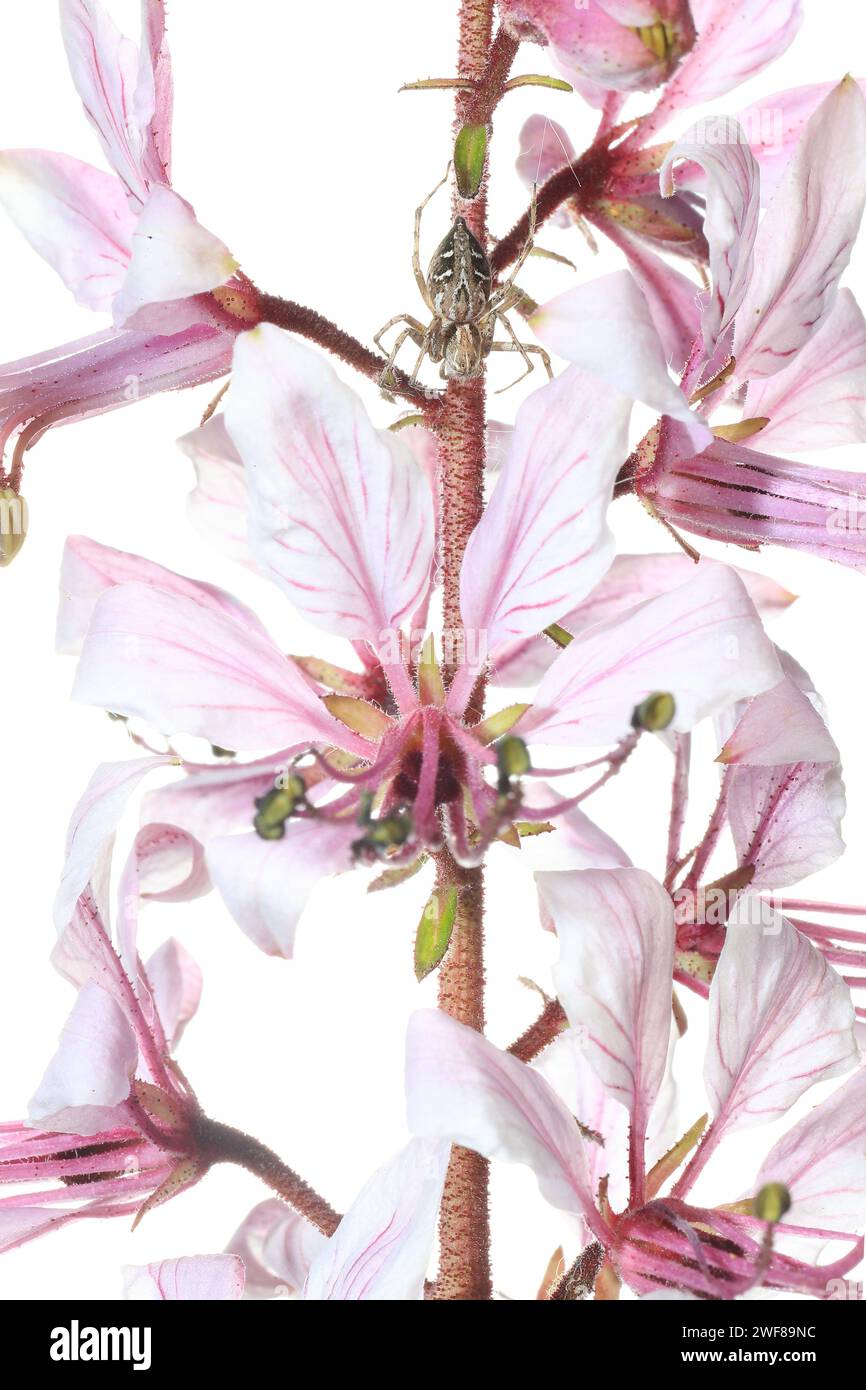 A striking image of a white Dictamnus flower cluster with a spider ...
