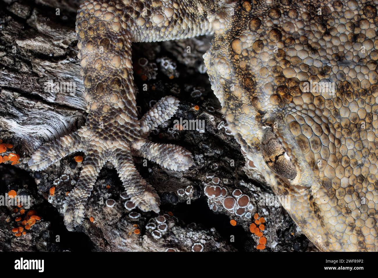 Detailed macro photo capturing the intricate scales and skin texture of ...