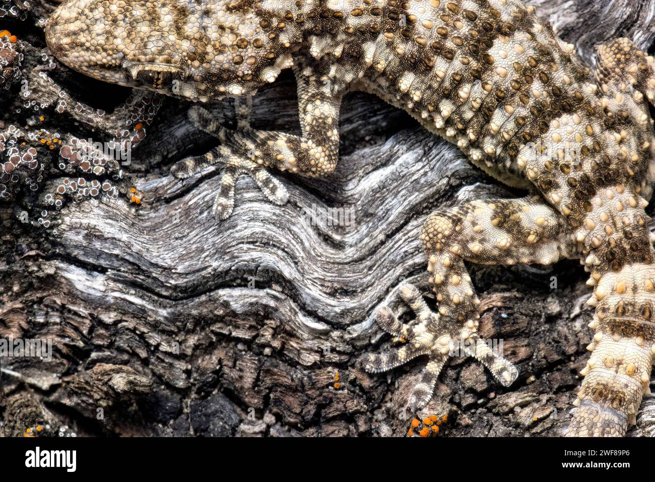 A close-up view of a Tarentola mauritanica, commonly known as a common ...