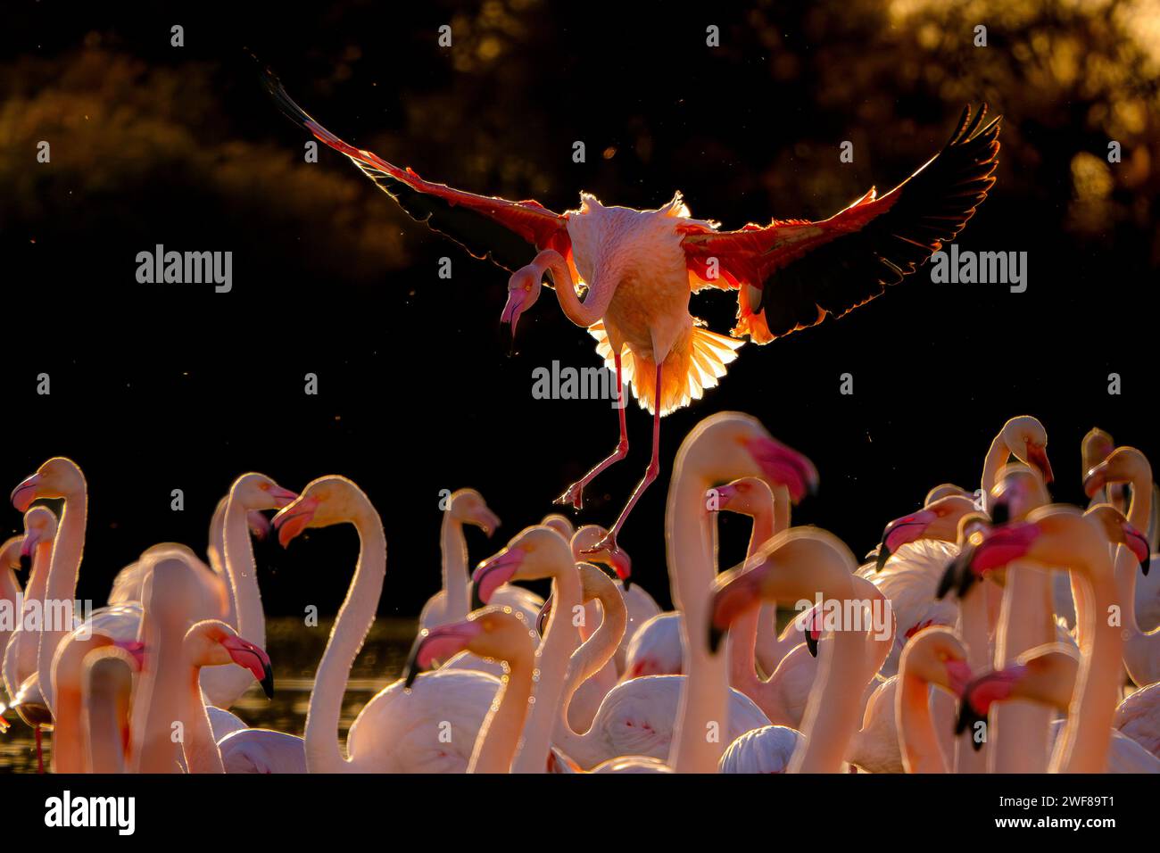 Silhouette of flamingo in flight hi-res stock photography and images ...