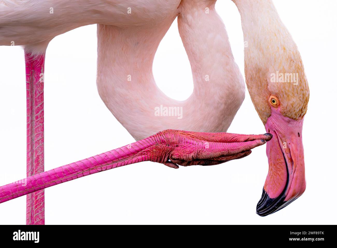 A detailed close-up image capturing the elegant curve of a flamingo's ...