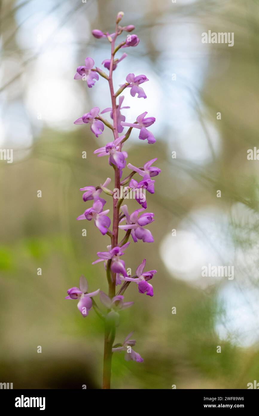 Slender stem hi-res stock photography and images - Alamy