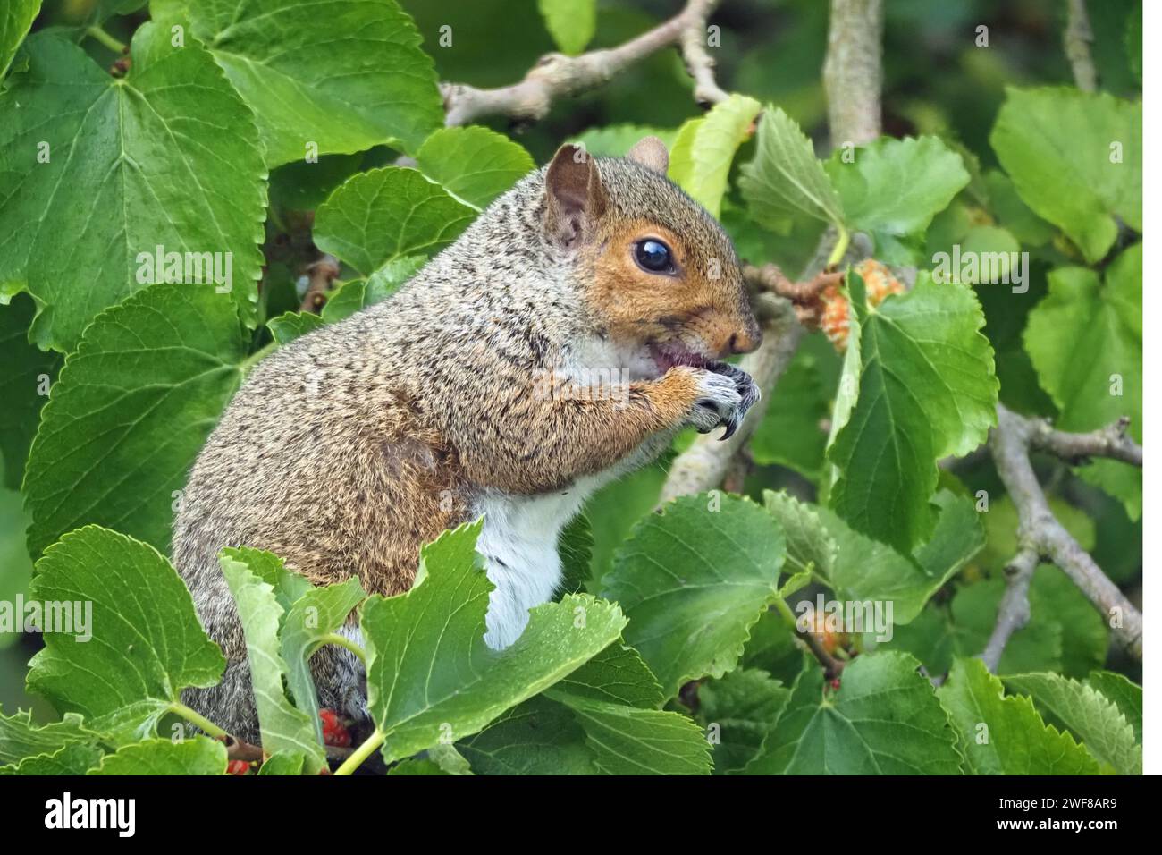Grey squirrel sitting eating hi-res stock photography and images - Alamy