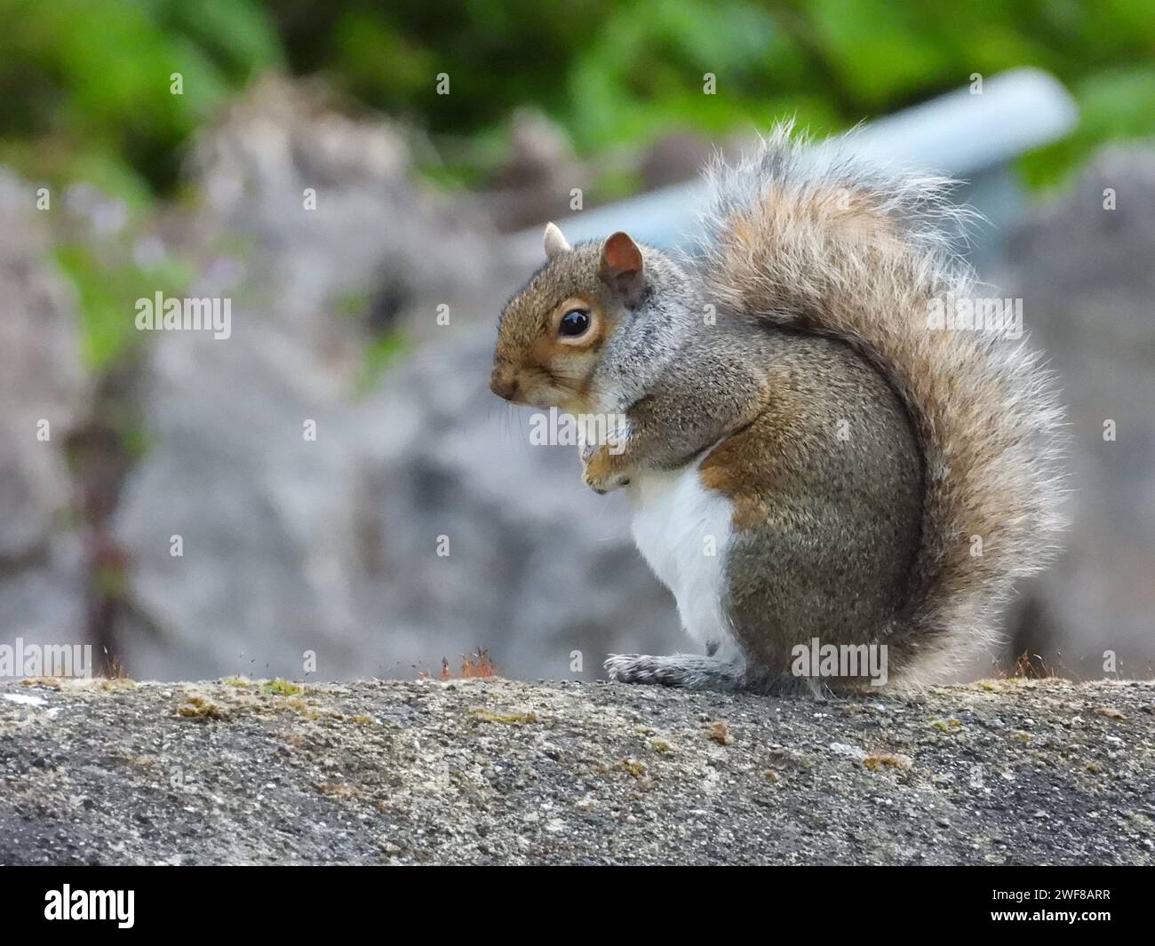Grey sitting hi-res stock photography and images - Alamy