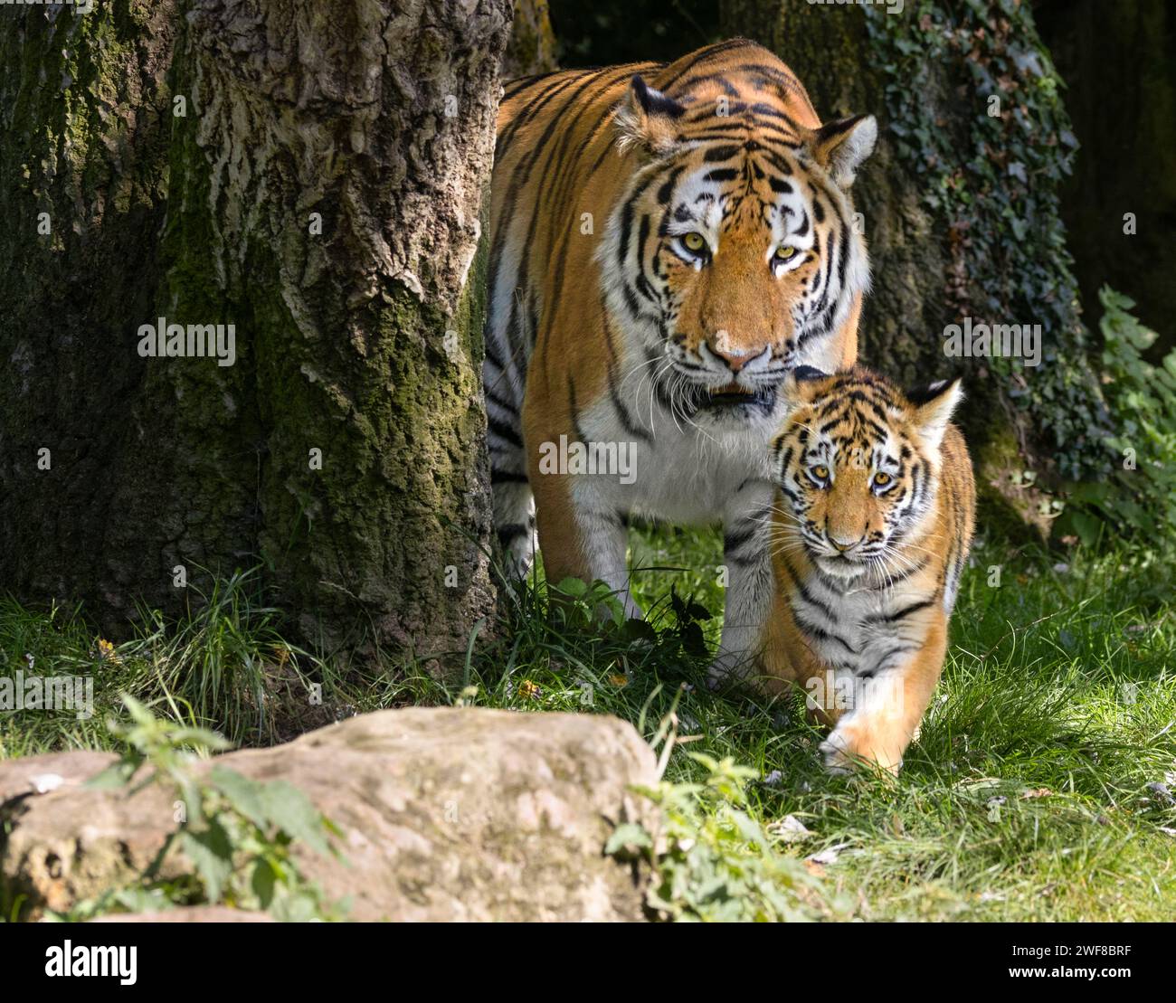 18 weeks old hi-res stock photography and images - Alamy