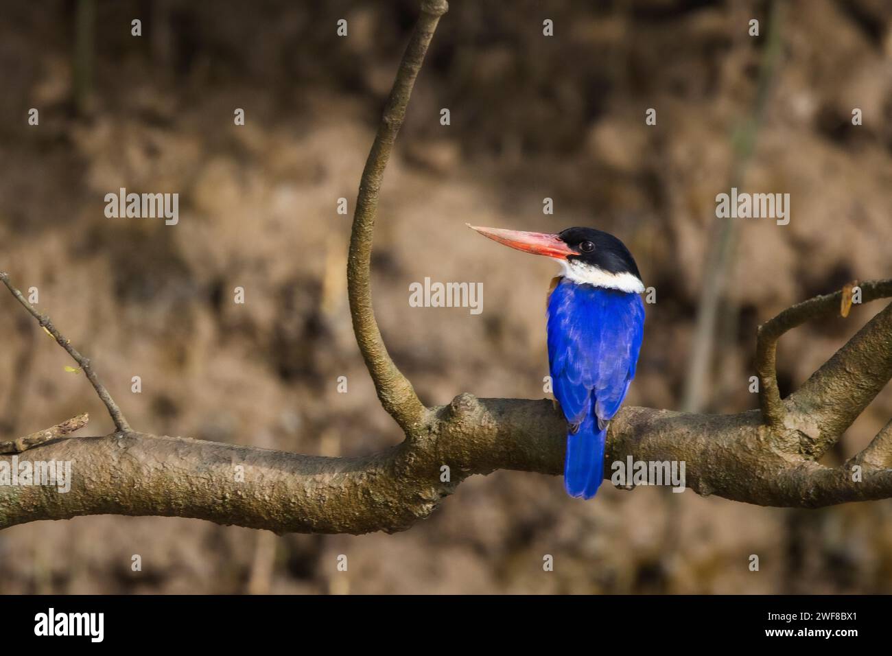 Black-capped Kingfisher, Halcyon pileata, Bhitarkanika, Odisha, India ...