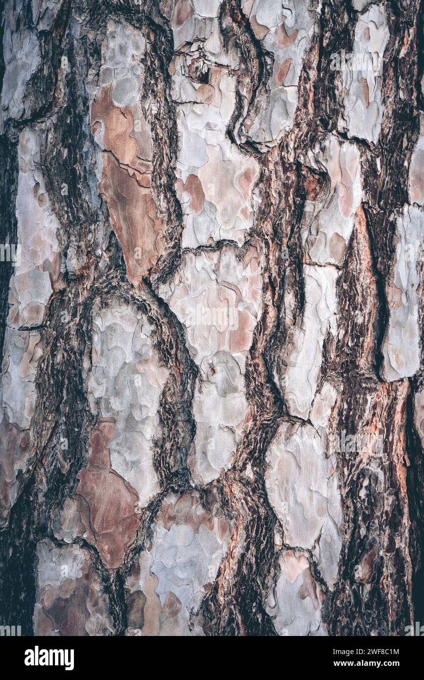 Bark in the winter hi-res stock photography and images - Alamy