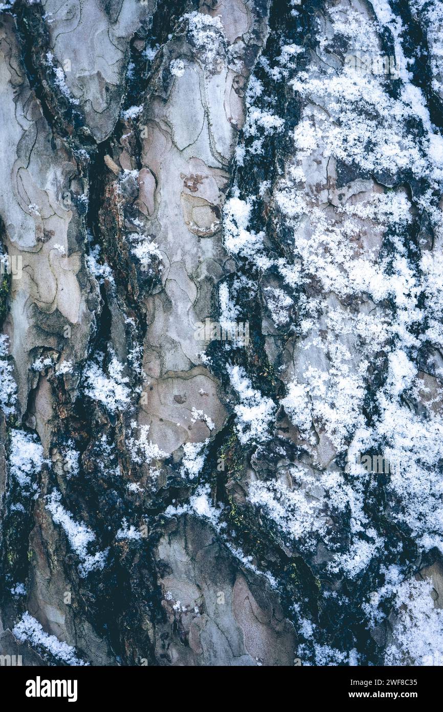 Bark in the winter hi-res stock photography and images - Alamy