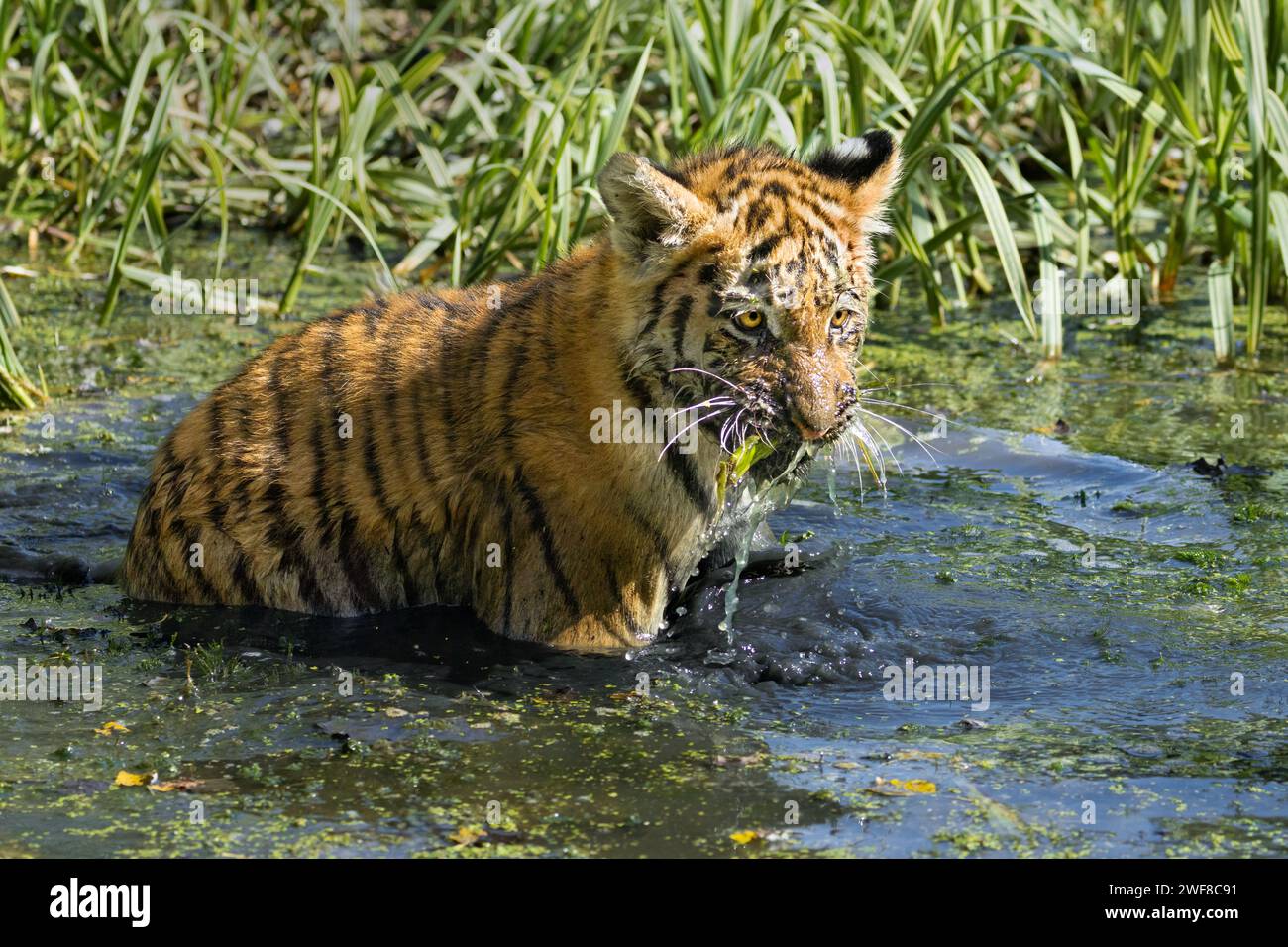 Amur tiger cub 18 weeks old Stock Photo - Alamy