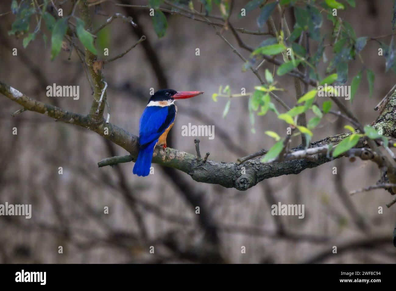 Black-capped Kingfisher, Halcyon pileata, Bhitarkanika, Odisha, India ...