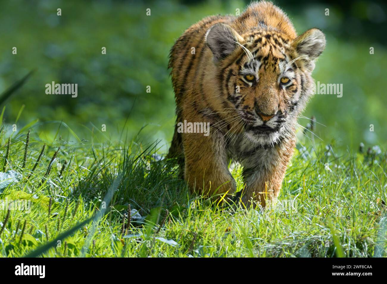 Amur tiger cub 18 weeks old Stock Photo - Alamy